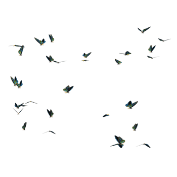 鸟群图片-鸟群设计素材-鸟群素材免费下载-第2页-万素网