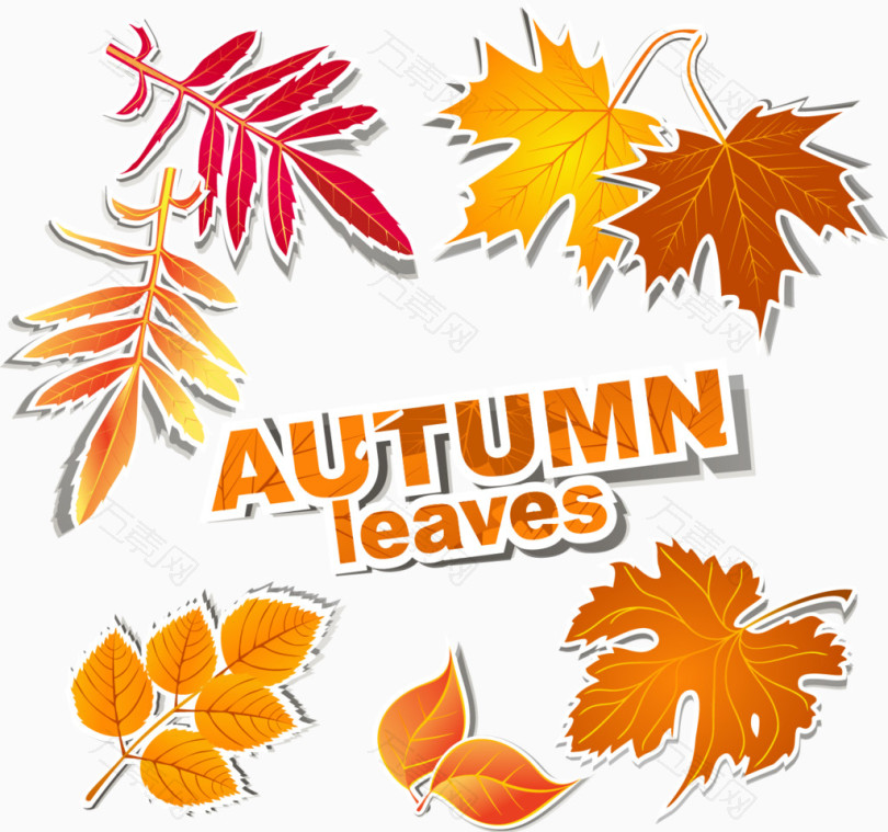矢量枫叶png元素素材图片下载-万素网